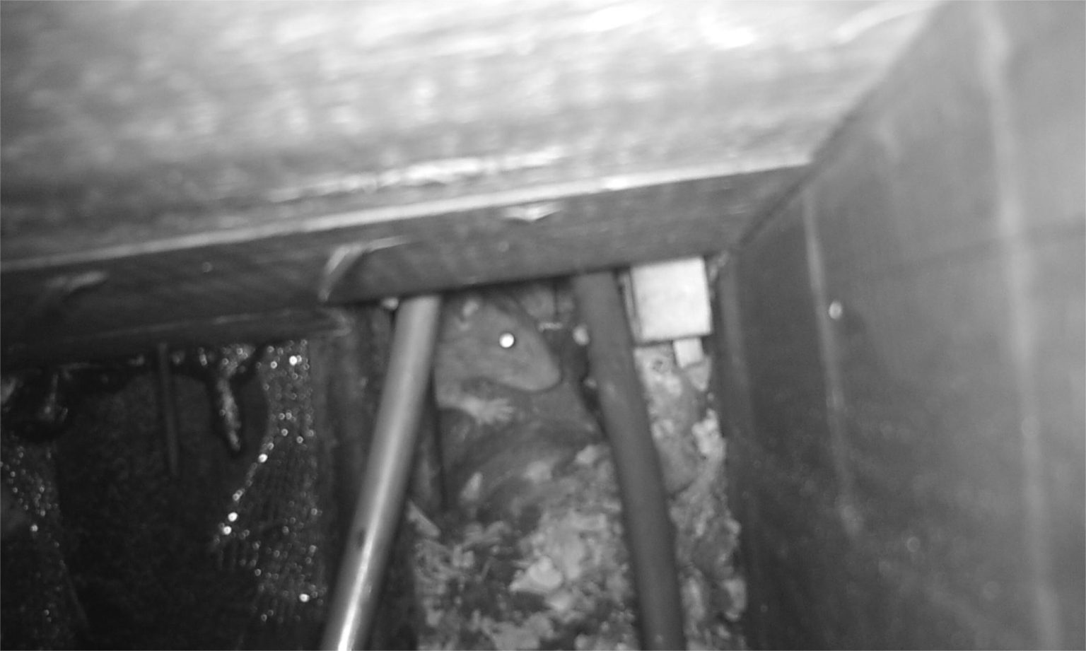 How Sewer Rats Damage Pipes and How to Detect Them | JIU TAI